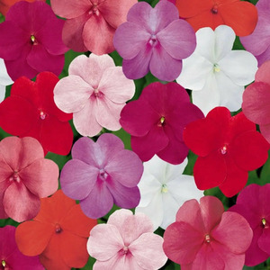 Impatiens Mixed - 12 Garden-Ready Plants for Borders, Pots and Flower Beds