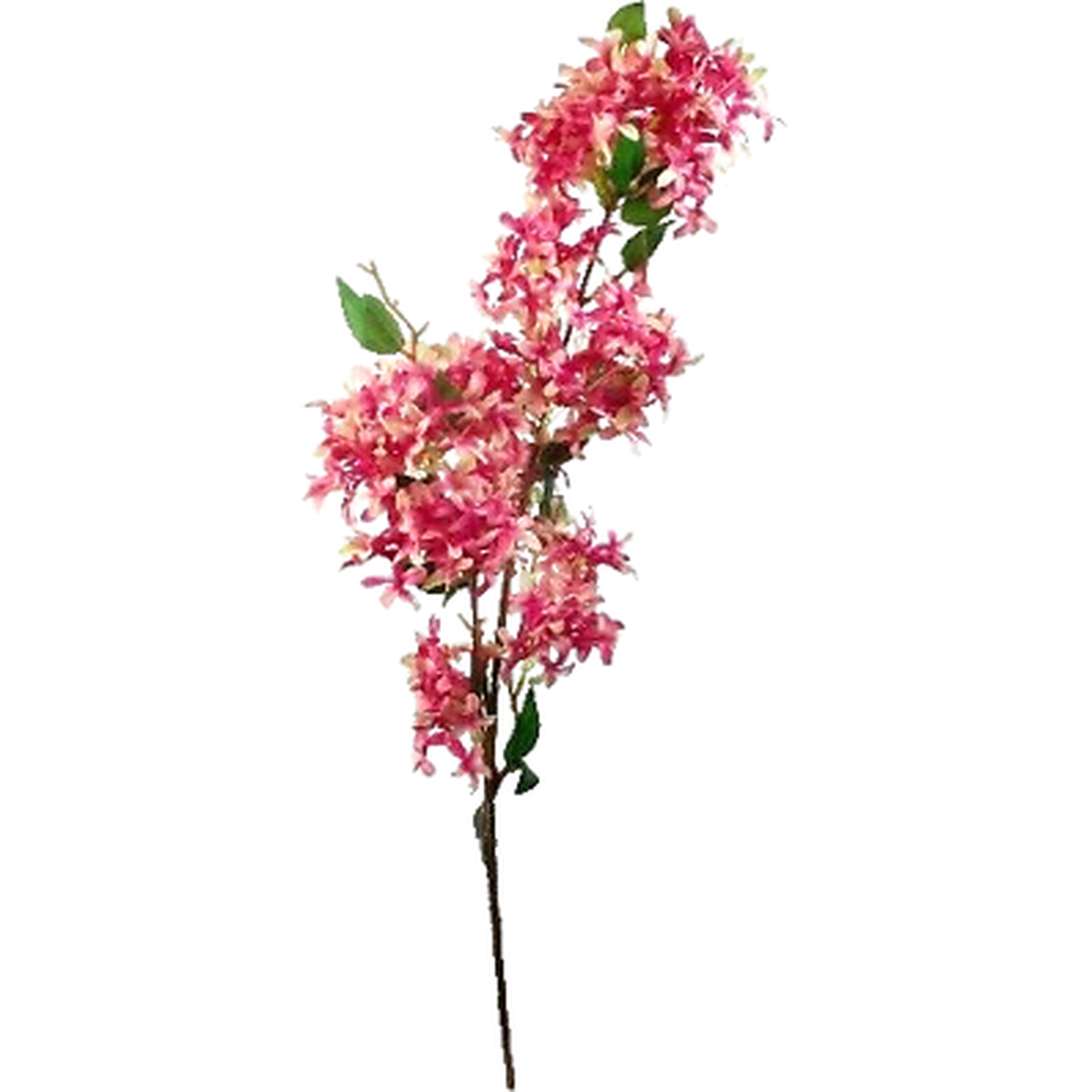 Large Stephanotis Blossom Spray Branch with Pink Flowers