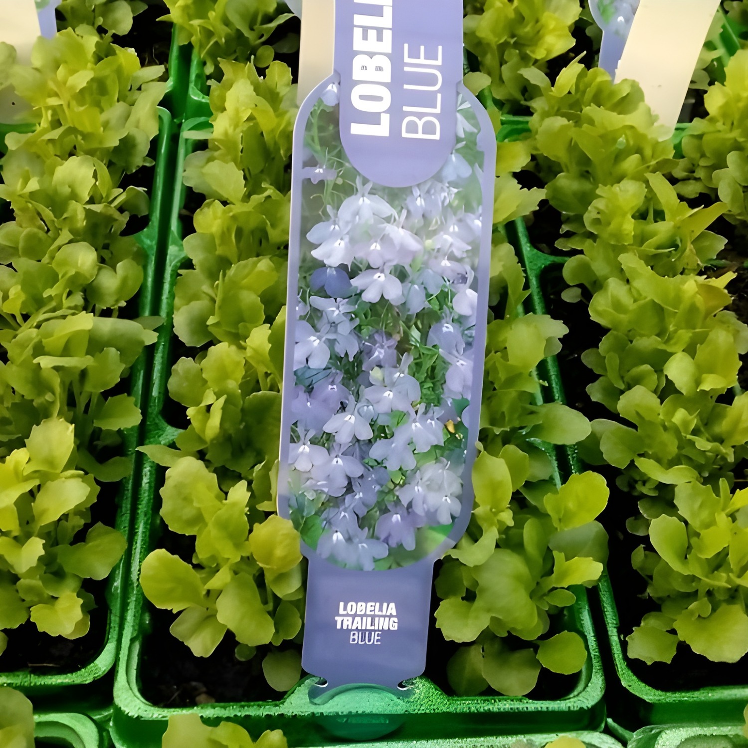 Lobelia Trailing Blue 6 Pack x 2 - 12 Plants Cascading Summer Flowers