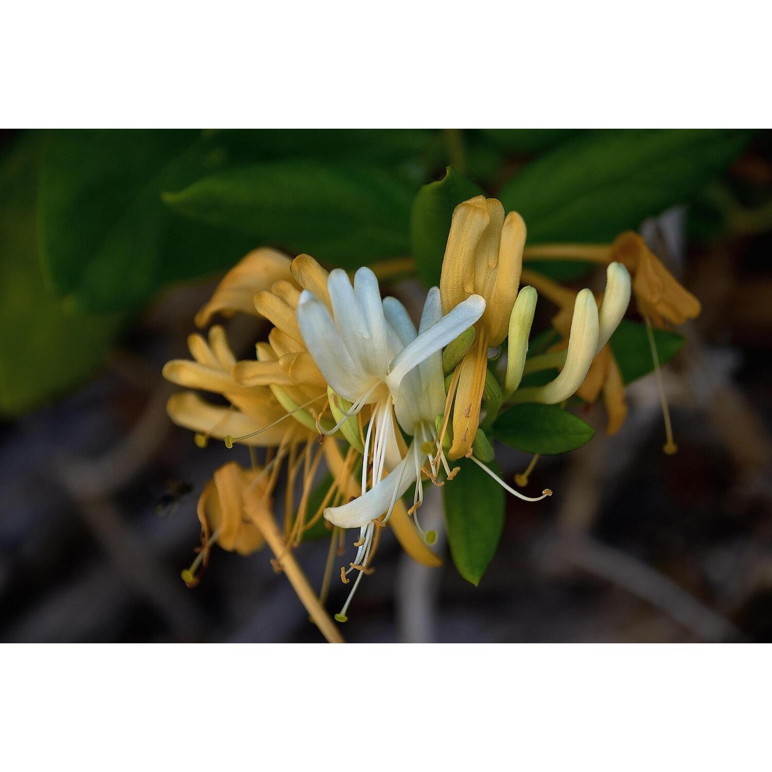 Extra Large Lonicera Copper Beauty Evergreen Honeysuckle Climber 6ft in ...