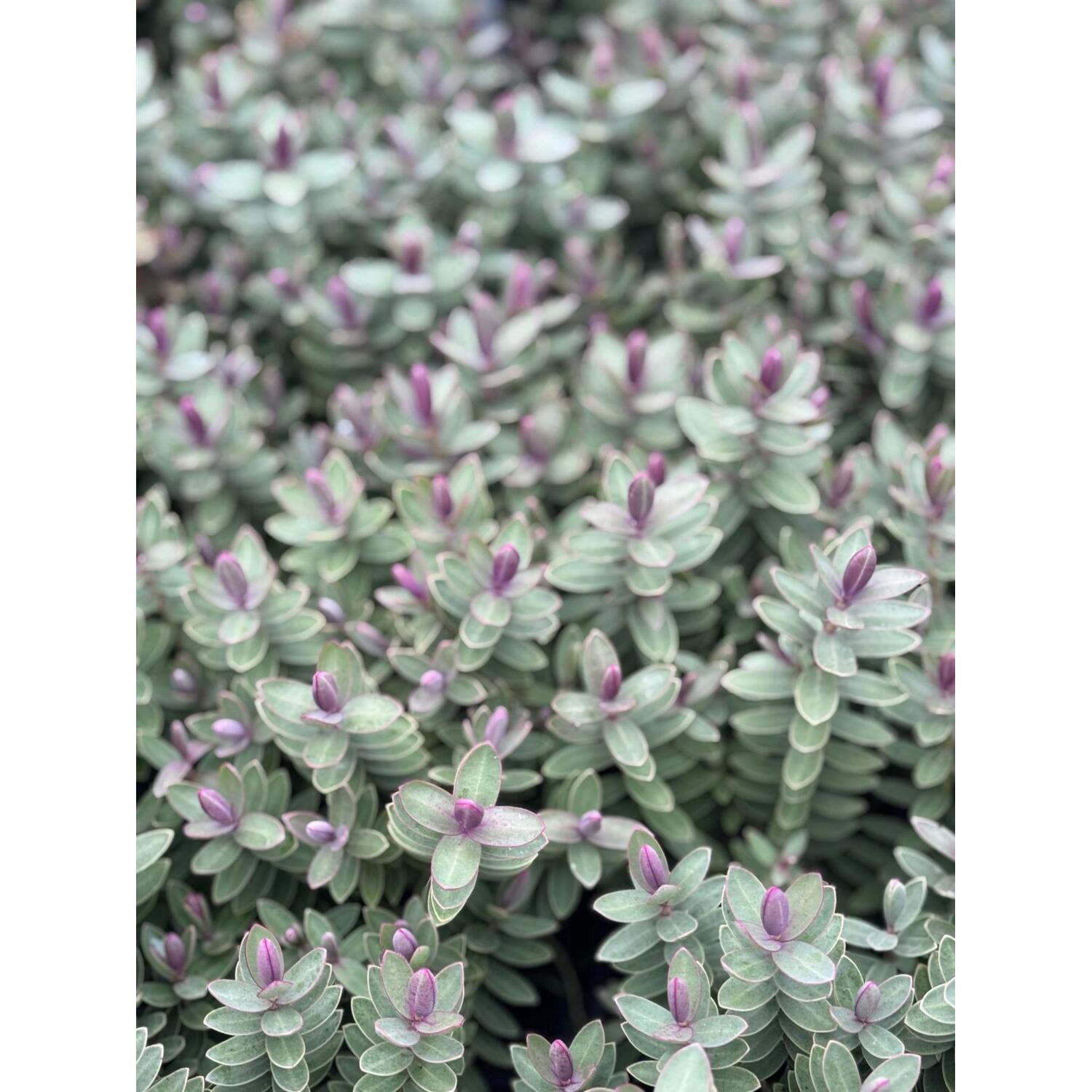 Hebe Red Edge Evergreen Garden Shrub Plant By Direct Plants