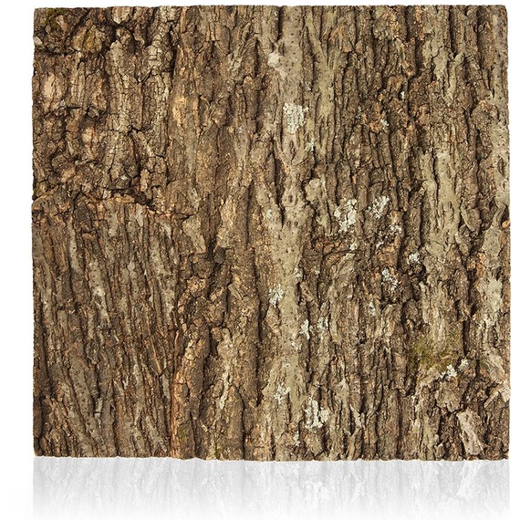 Swell Reptiles Natural Cork Tile Background