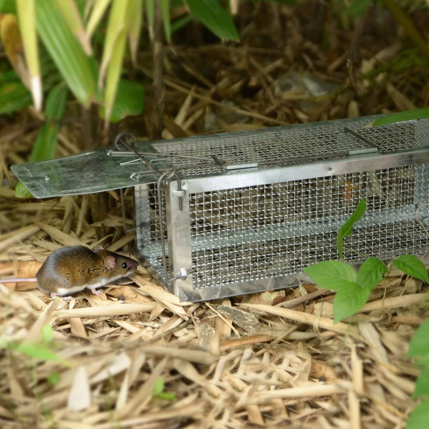 Dual-Entry Humane Metal Rodent Trap Cage