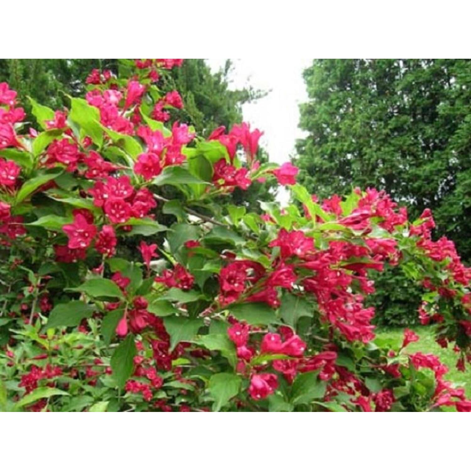 Weigela Red Prince Shrub Supplied in a 3 Litre Pot
