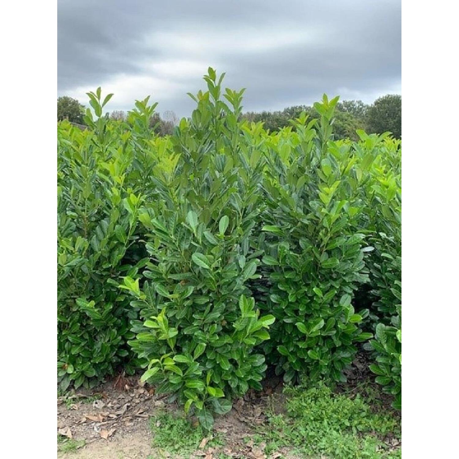 Cherry Laurel x12 7-8ft Pallet of Rootball Trees