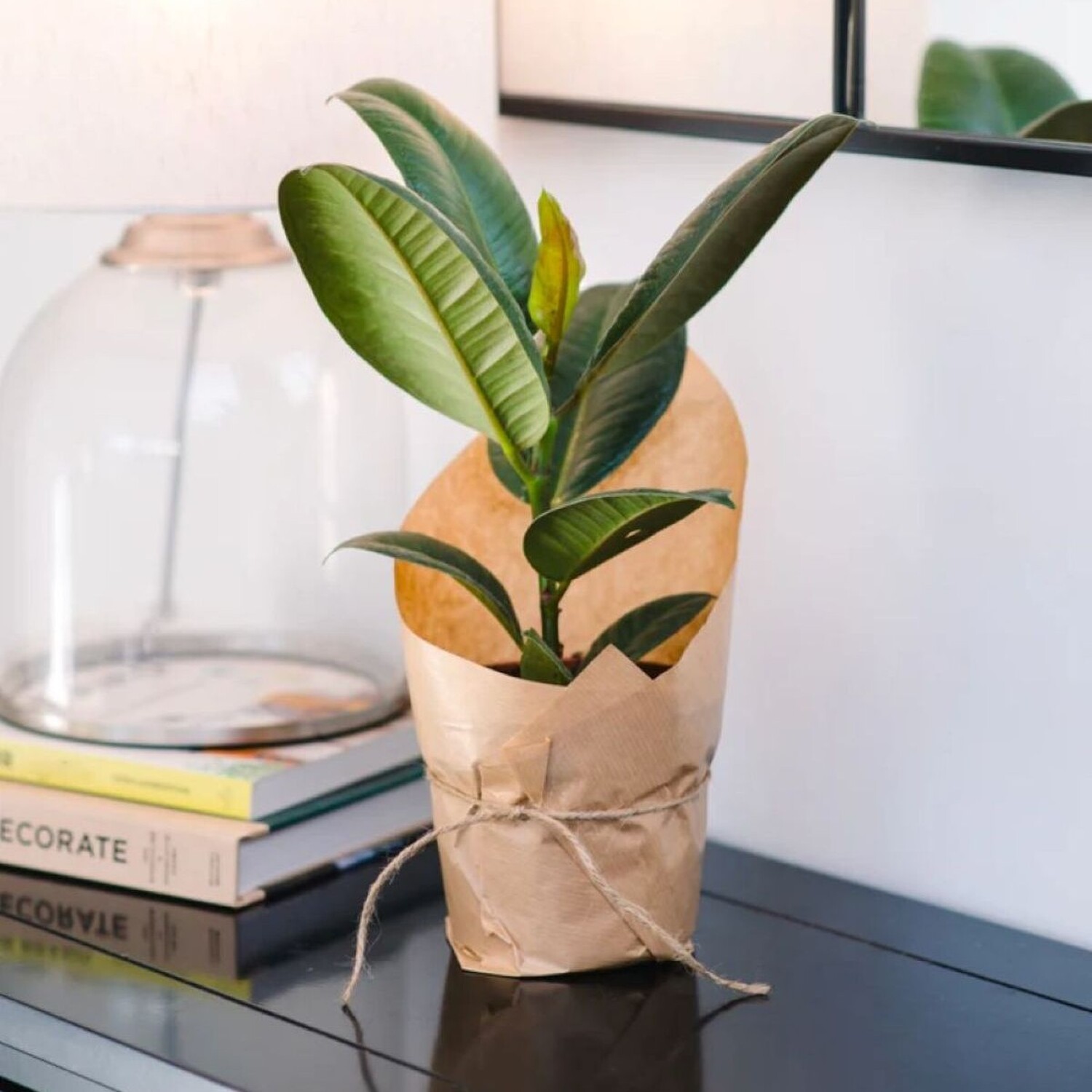 Ficus Robusta Live Rubber Plant
