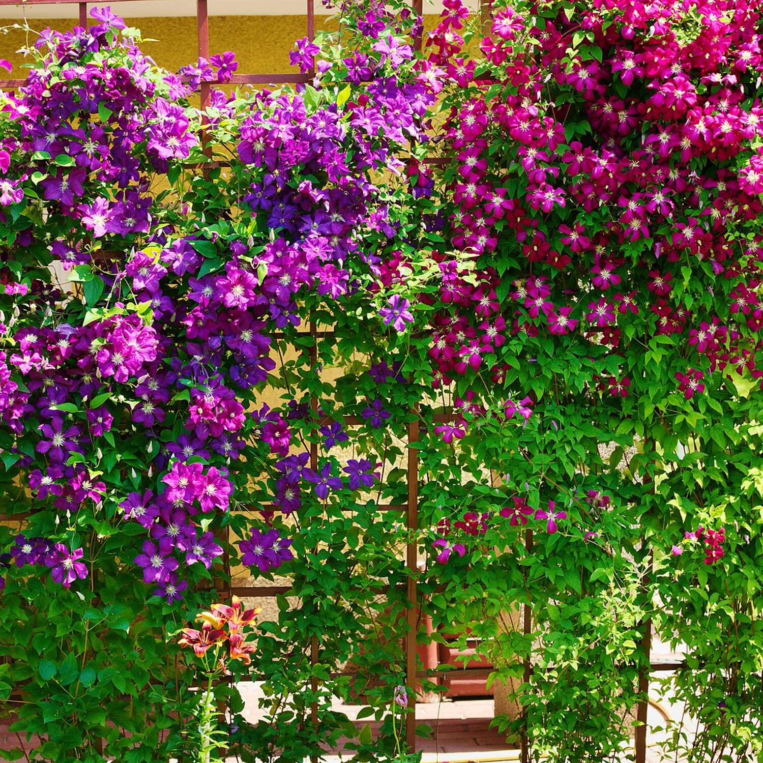 12 Large Mixed Flowering Clematis Climbing Plants Selection In 3 Litre Pots