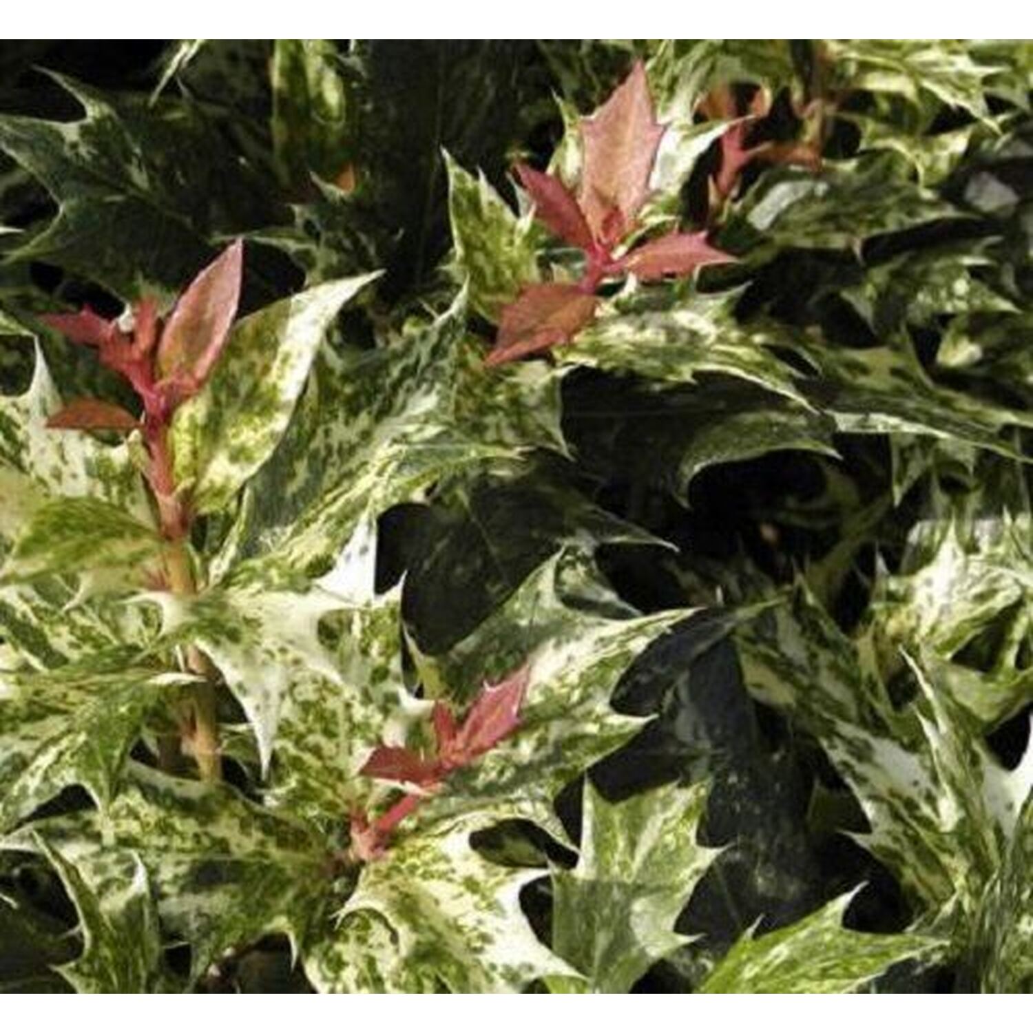 1x Osmanthus Goshiki Tricolor Plant Evergreen Garden Shrub