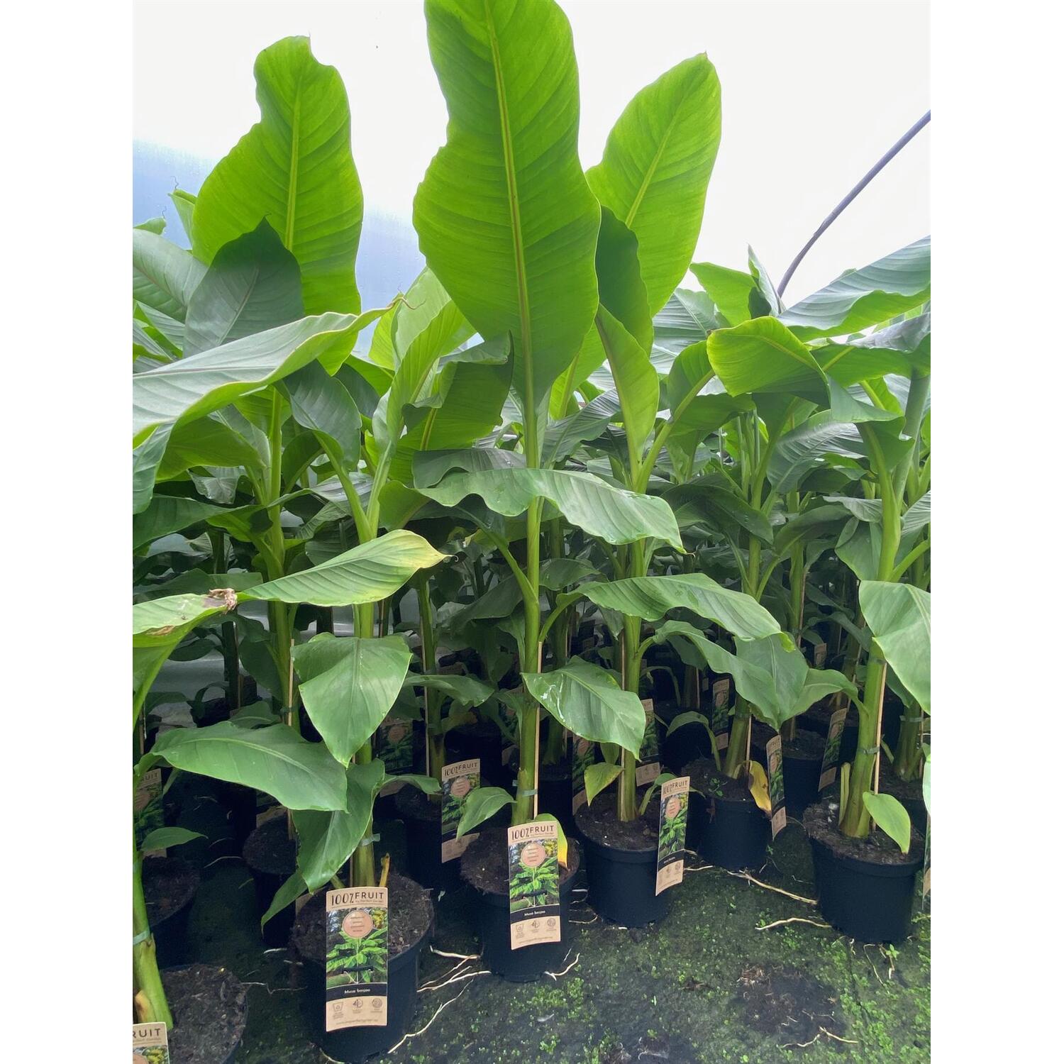 2x Musa Basjoo Fully Hardy Banana Fruit Trees 5ft in a 3 Litre Pots