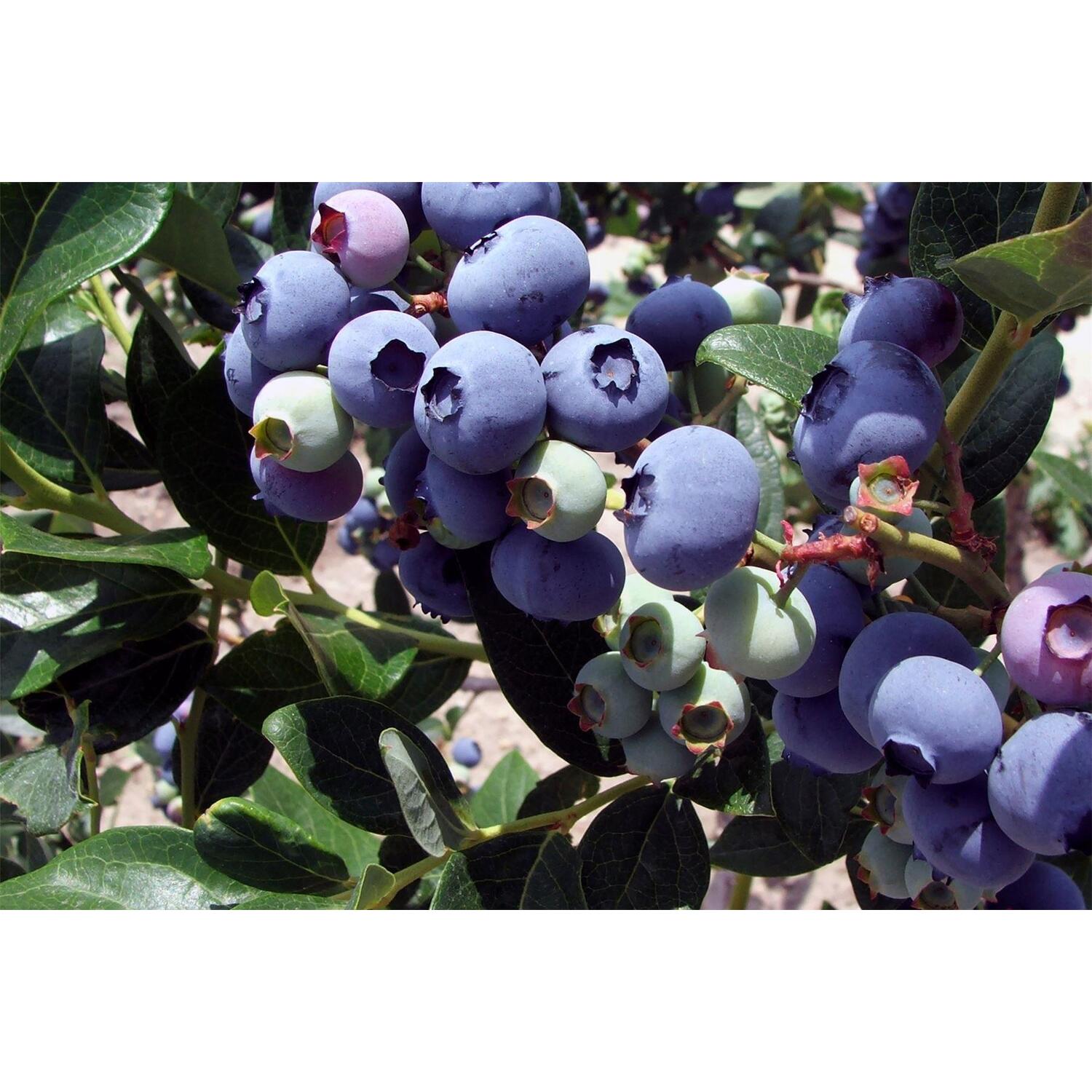 Vaccinium Corymbosum Duke Blueberry Bush Large 60-70cm, 5L Pot