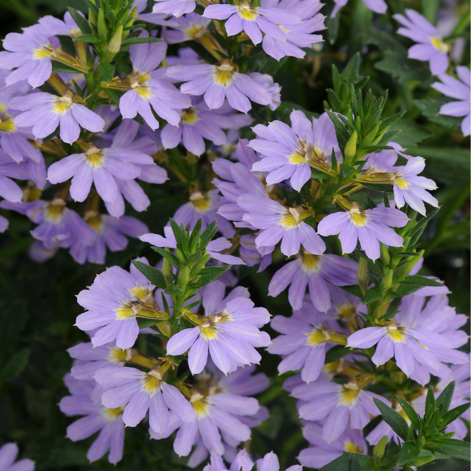 Scaevola Blue - 9cm Pots Pack of 3 Trailing Fan Flowers for Summer Color
