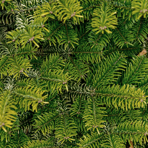 Nordmann Fir Pot Grown Christmas Trees