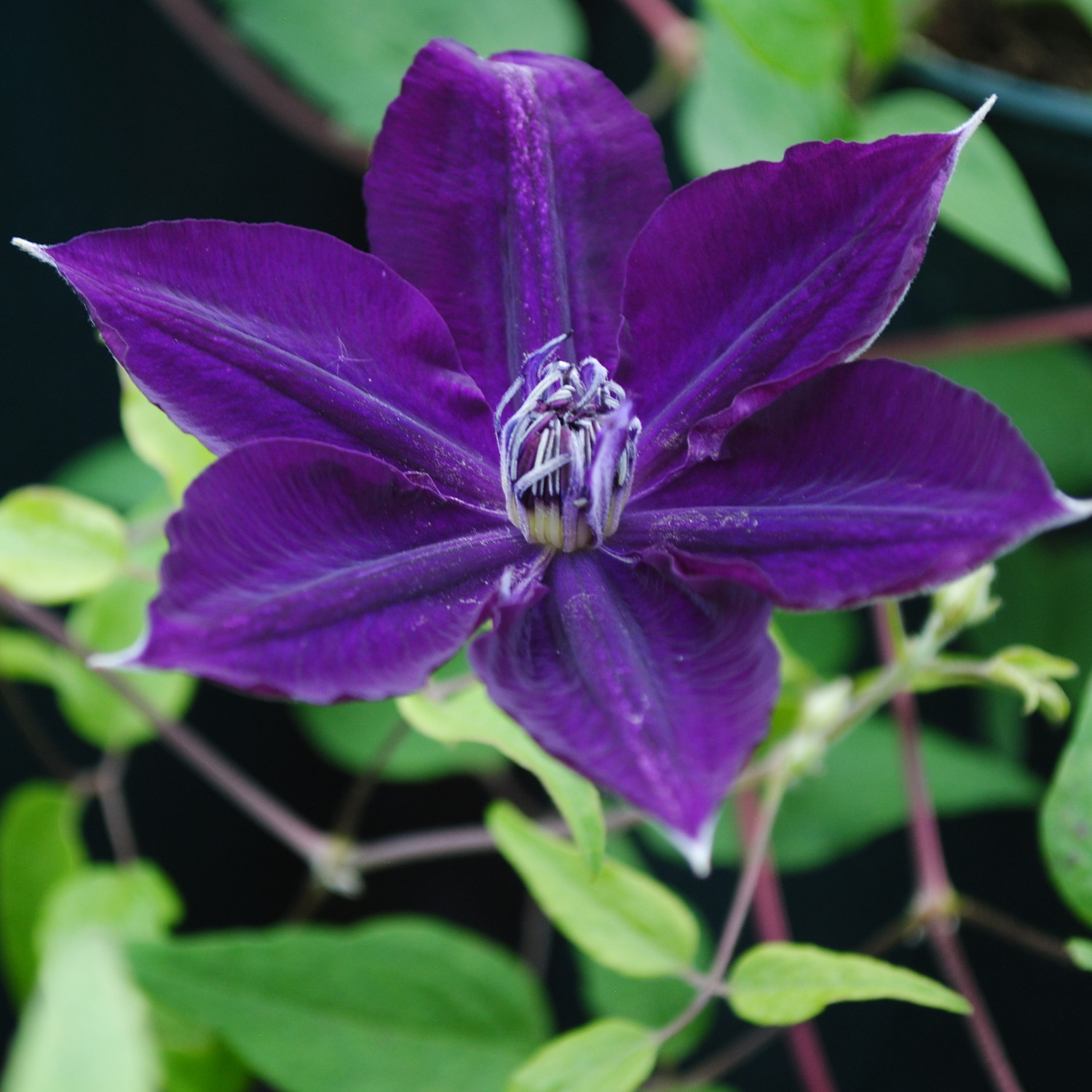 Clematis Amethyst Beauty Evipo043